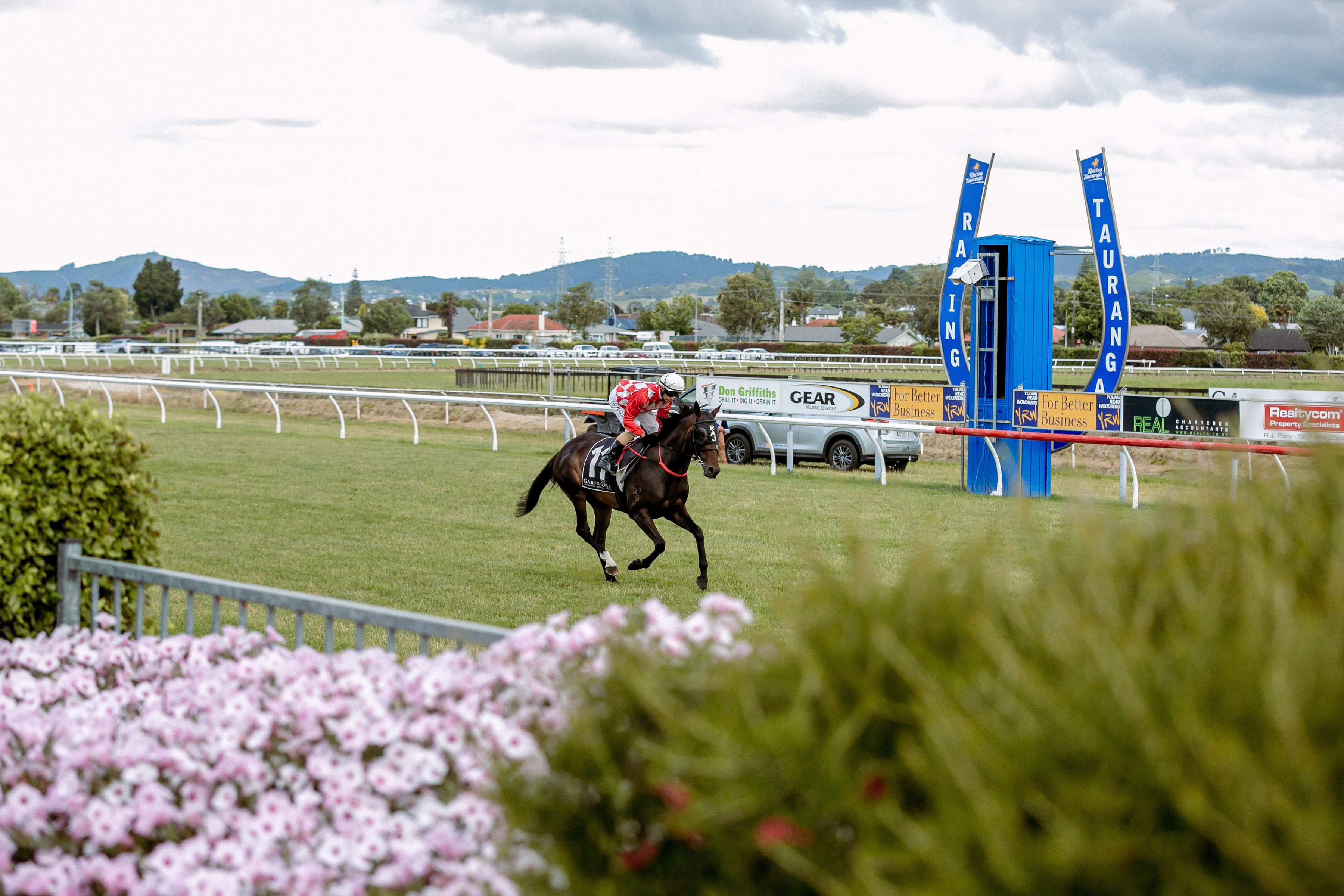 Racing Tauranga to celebrate 150 years