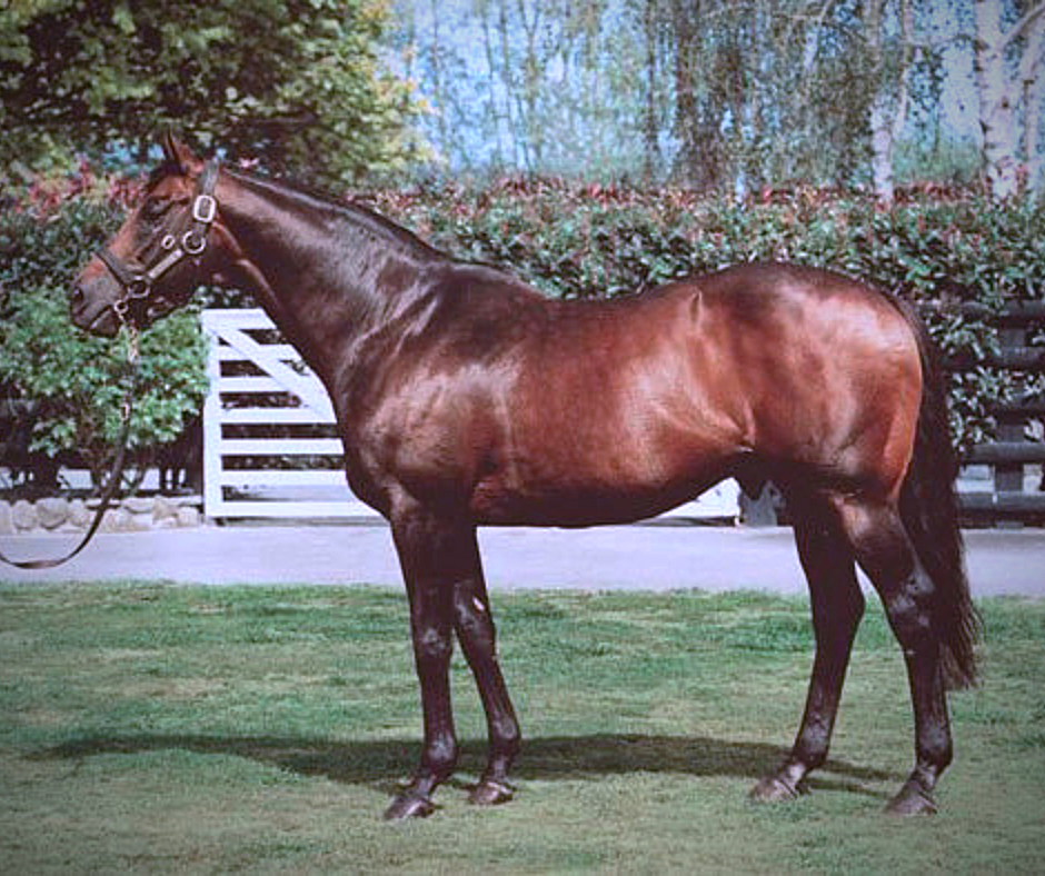 A-Z of New Zealand greats - Zabeel