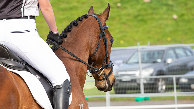 NZTR launches Acknowledged Retrainers network