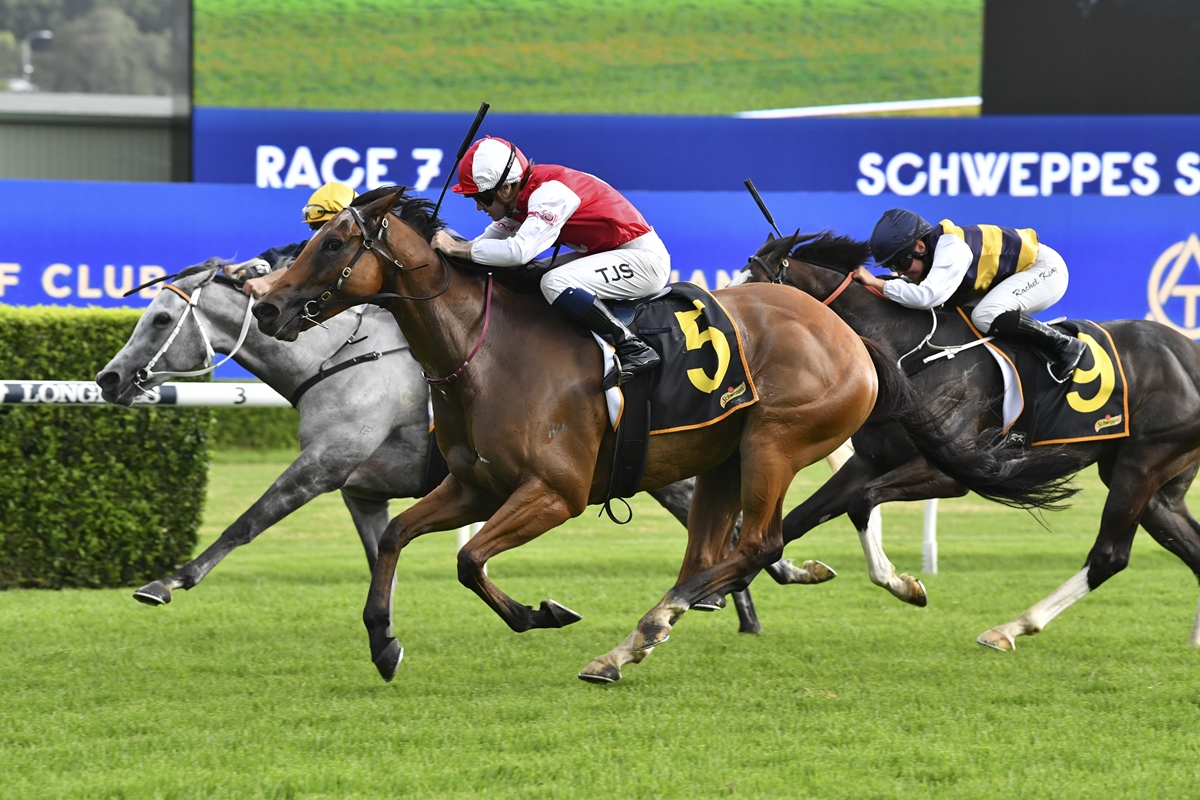 Lion’s Roar caps standout Boxing Day for Contributer