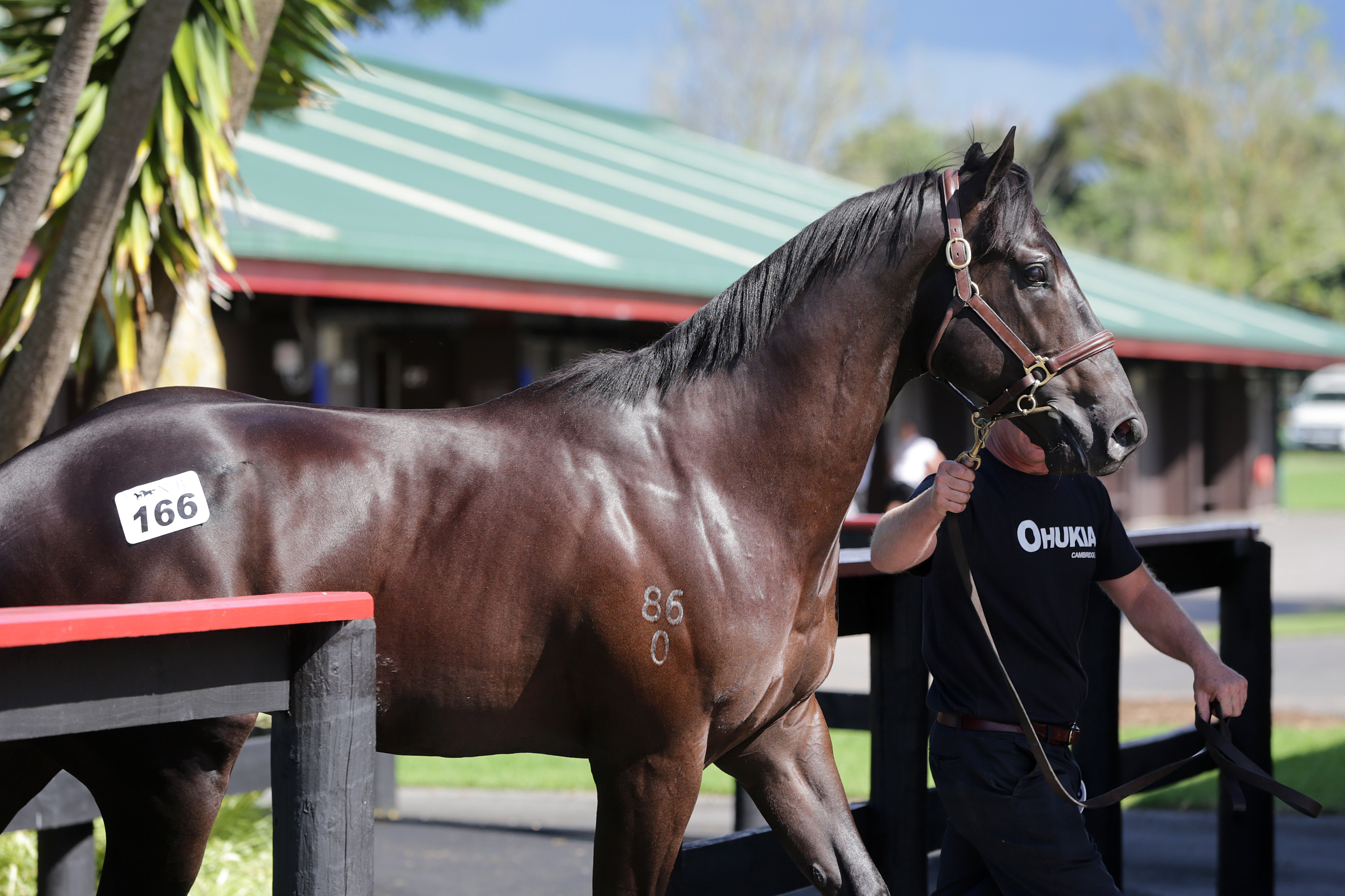 High-priced Karaka purchase set to make NZ debut