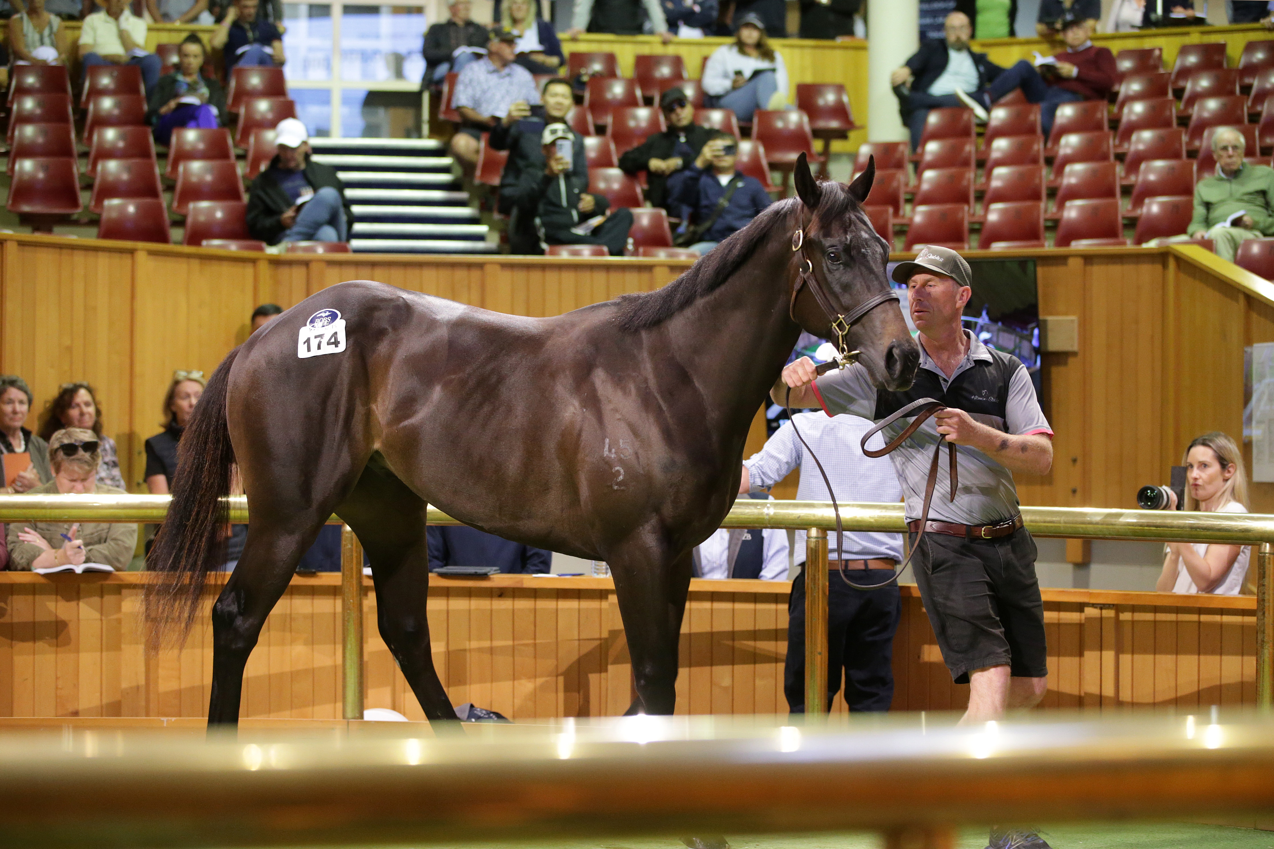 Te Akau secures record-breaking colt