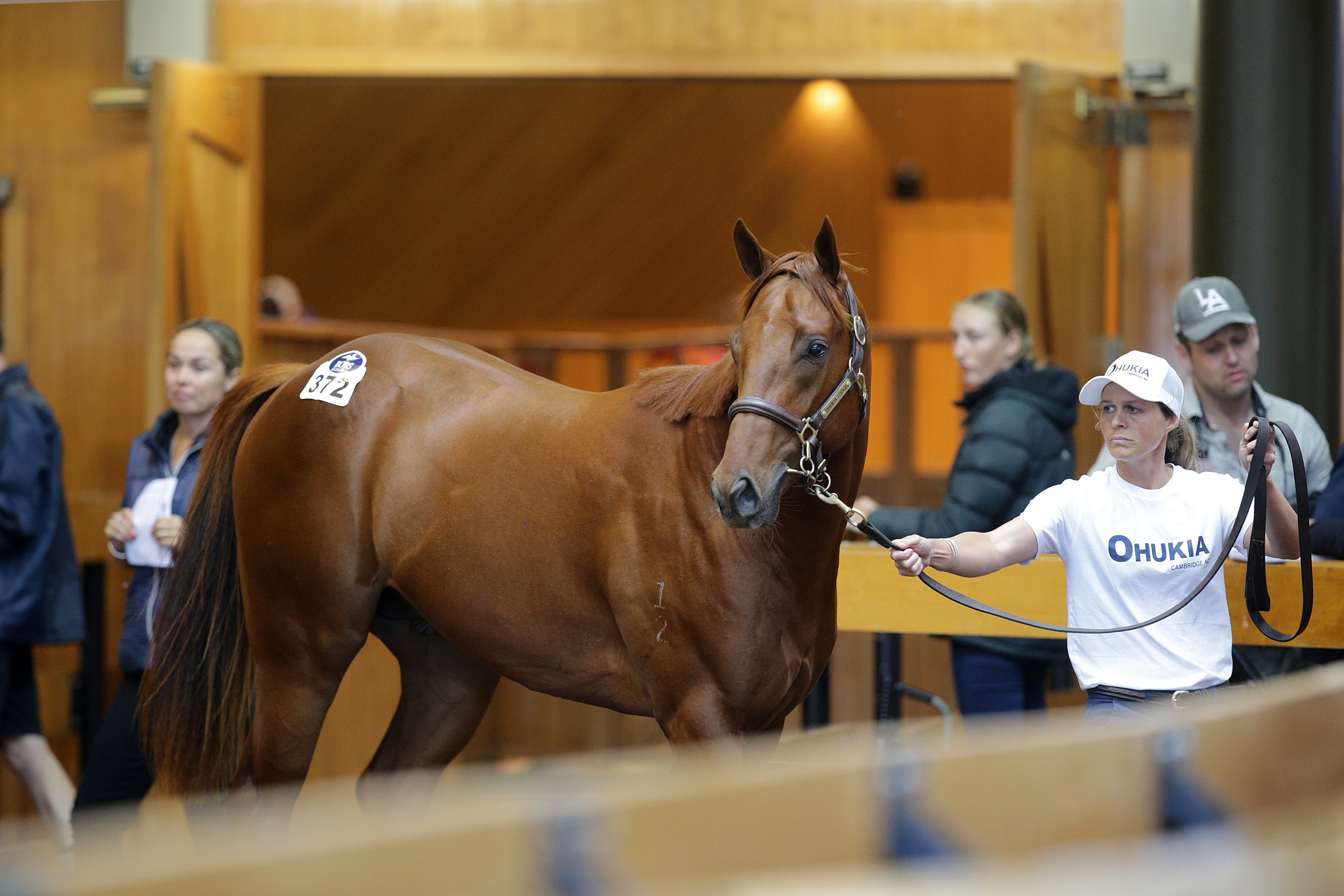 Hong Kong beckons Harry Angel colt