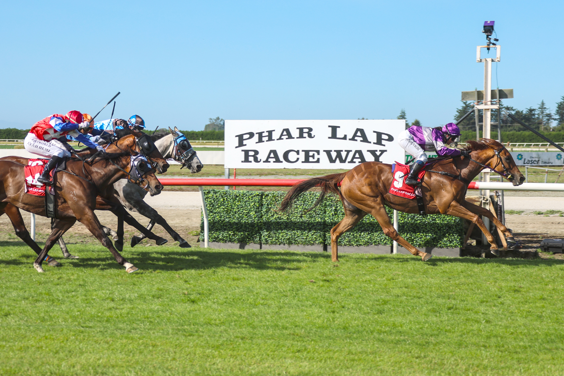 Ears Back defies draw for Timaru Cup triumph