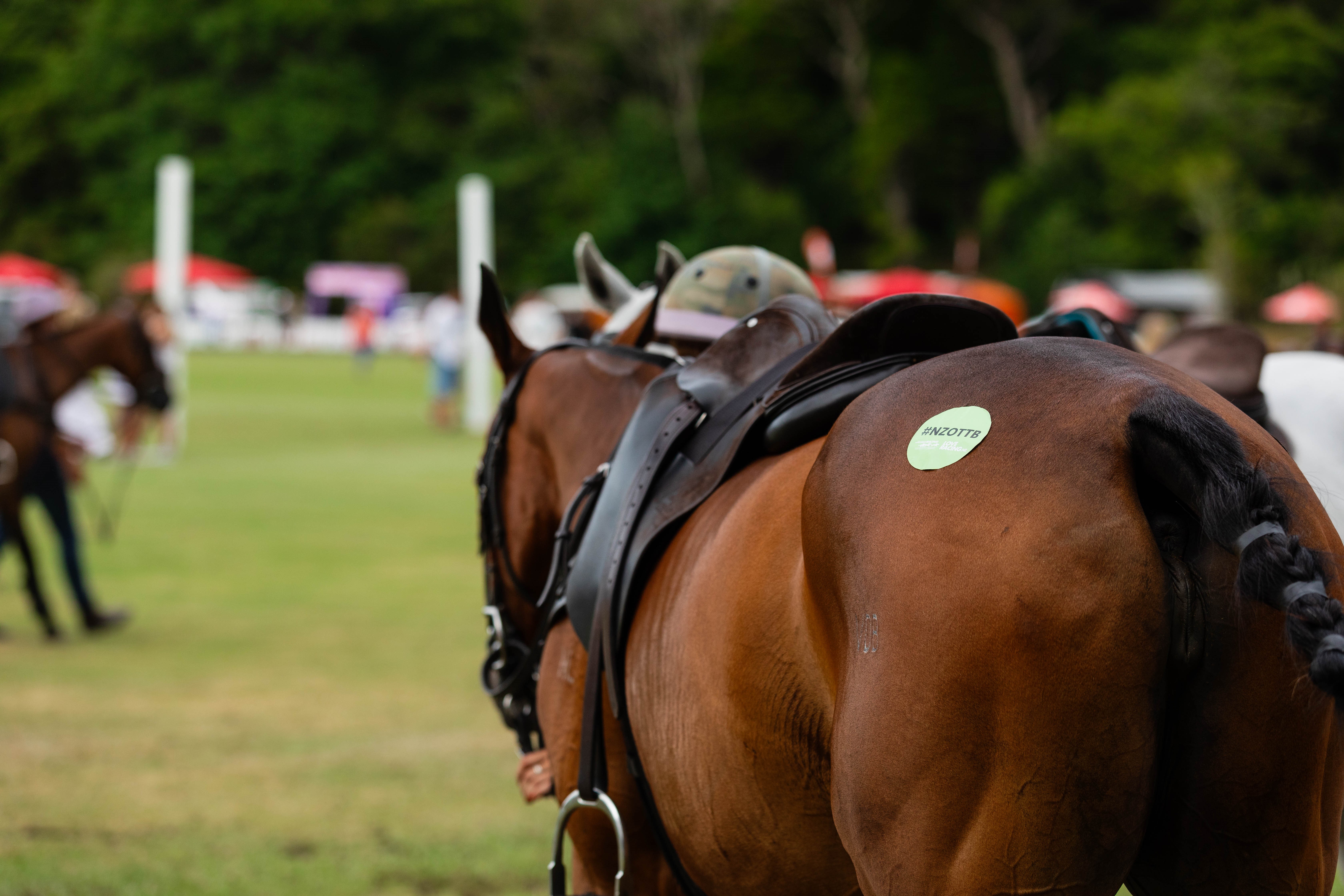 Thoroughbreds a key figure in Sherriff’s NZ Open string