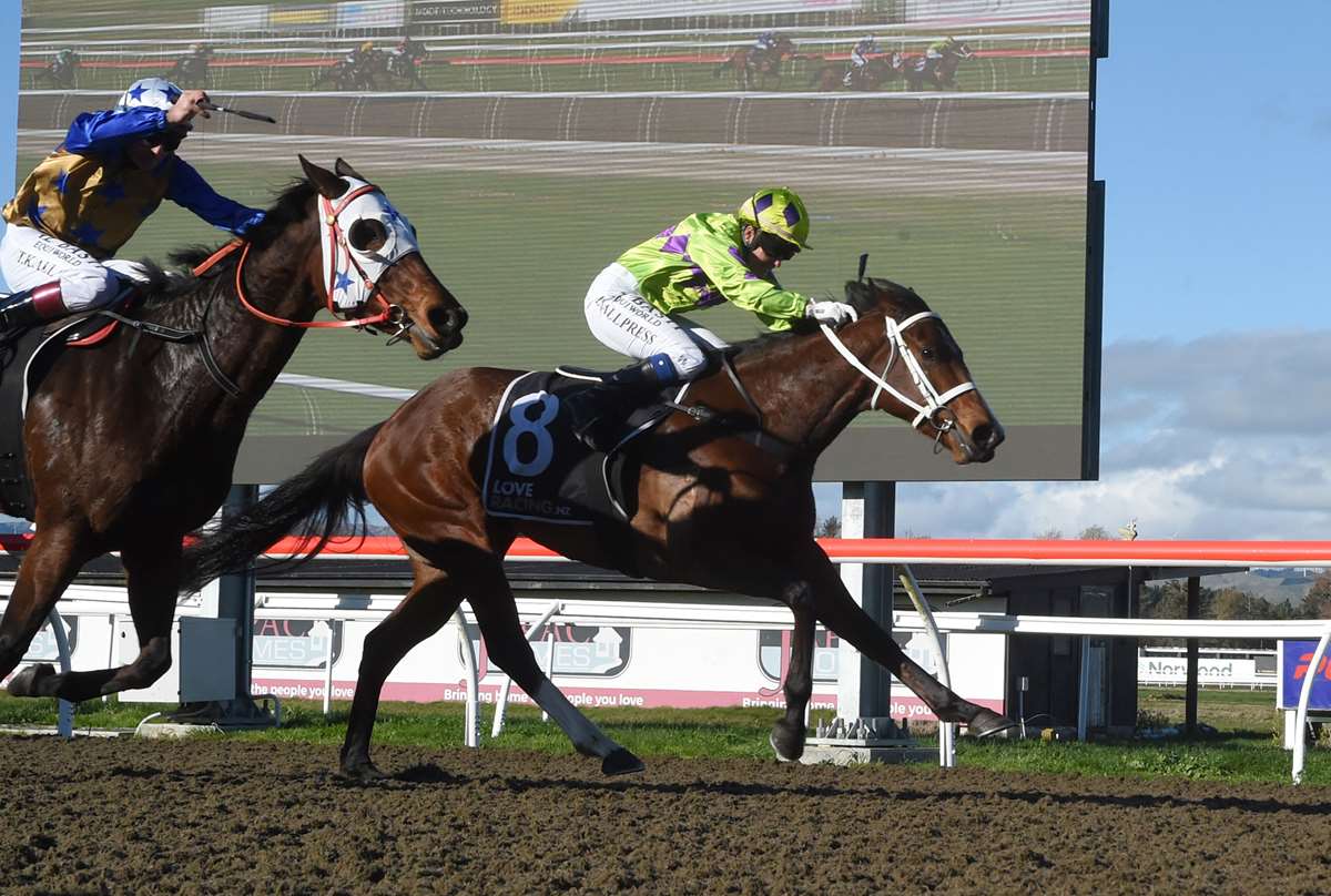 Spring in mind for untapped Awapuni gallopers