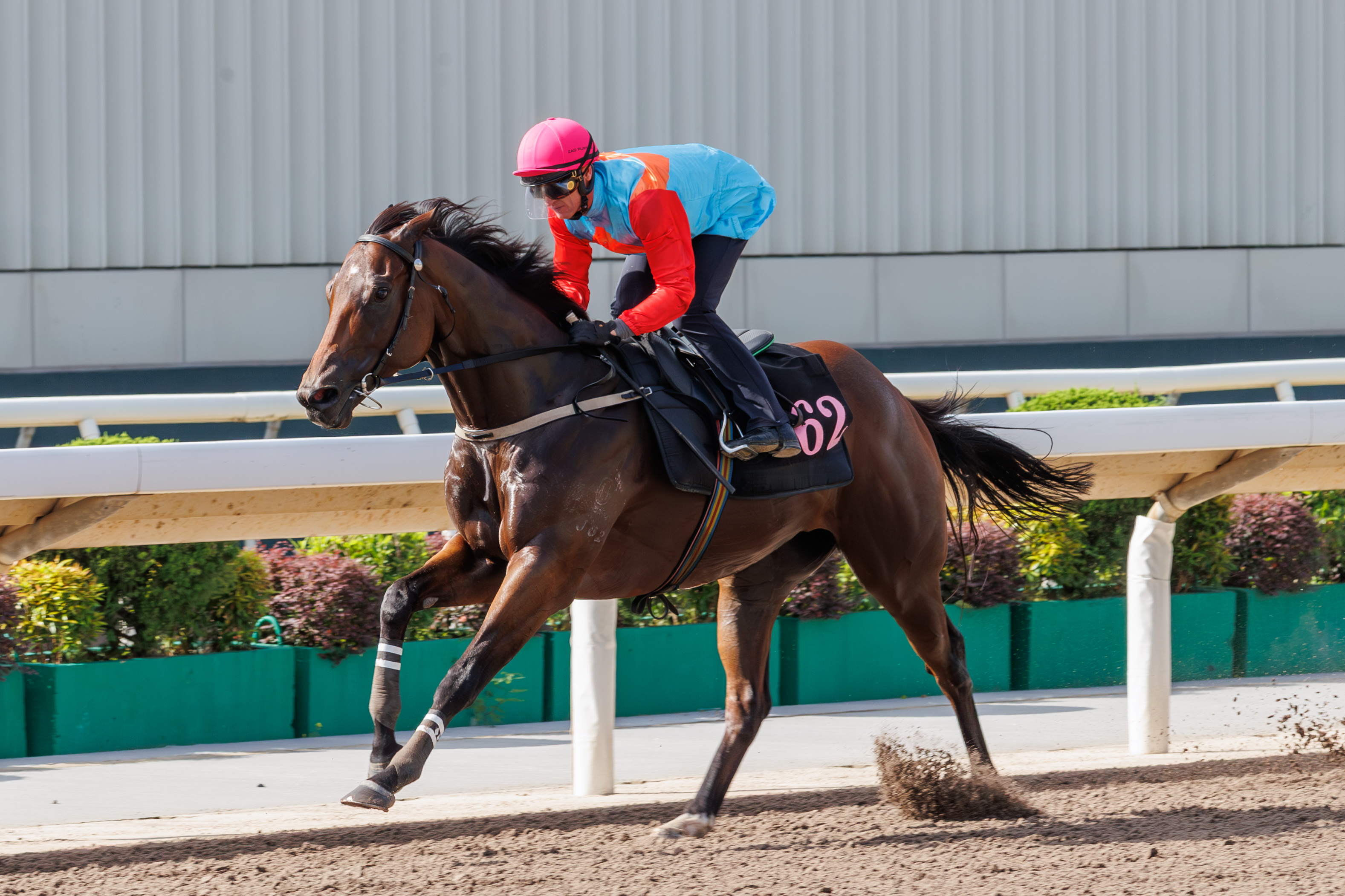 Ka Ying Rising dazzles in preparation for return