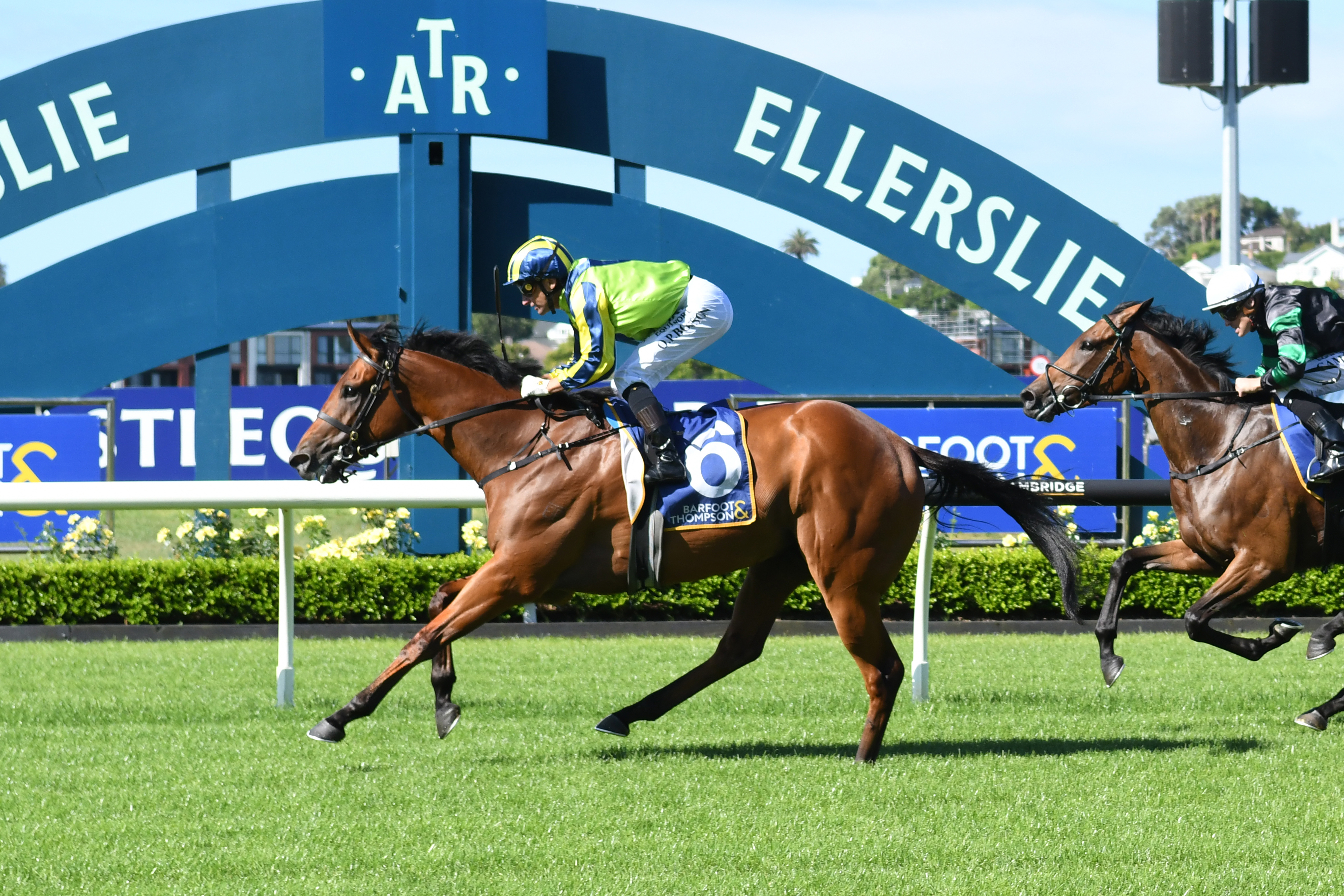 NZ Derby focus on Gingernuts Salver runners