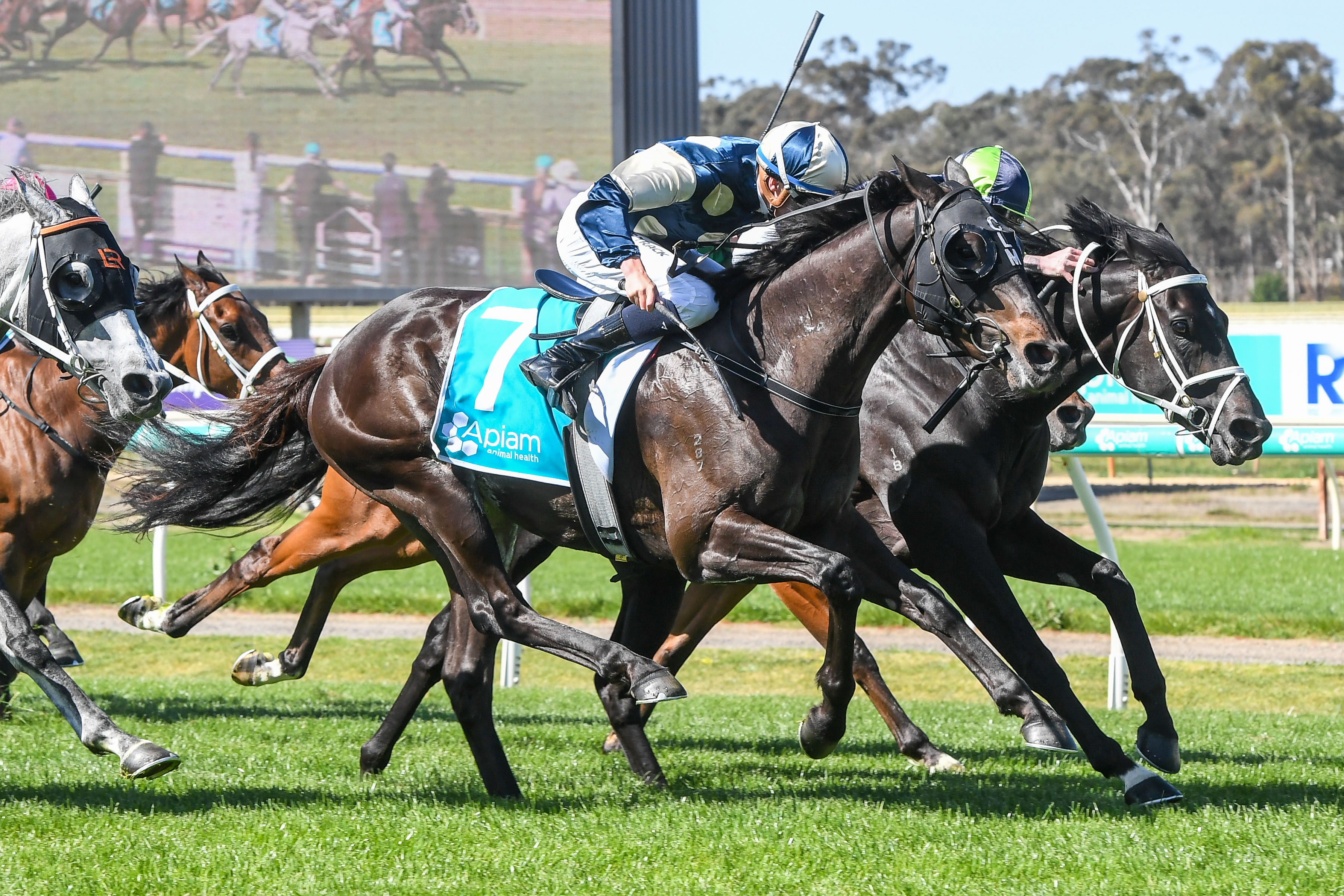 Cartwright reuniting with old boss in Wellington Cup